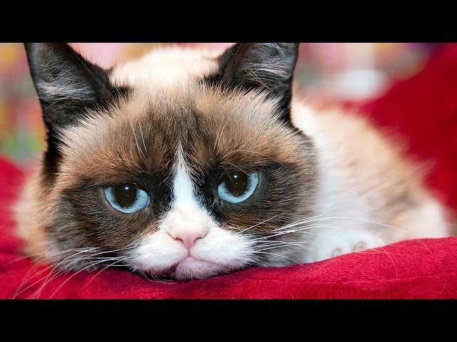 Grumpy Cat’s Worst Movie Ever First Look – INTHEFAME
