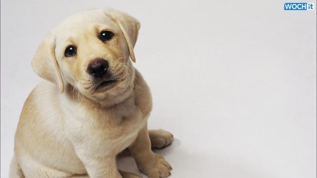 Walter Is The Yellow Labrador That Really Loves Swimming – INTHEFAME