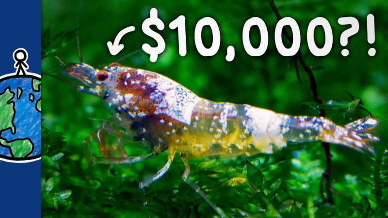 The World’s Most Expensive Shrimp ($10k) – INTHEFAME