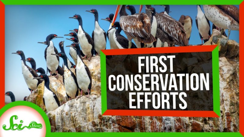 The First Conservation Efforts Protected… Poop?! – INTHEFAME