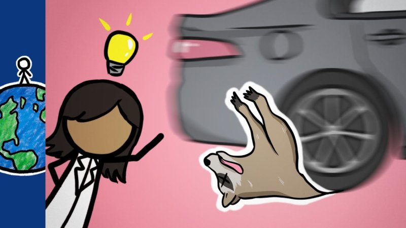 The Morbid Science of Roadkill – INTHEFAME