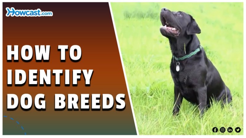 How to identify dog breeds #shorts – INTHEFAME