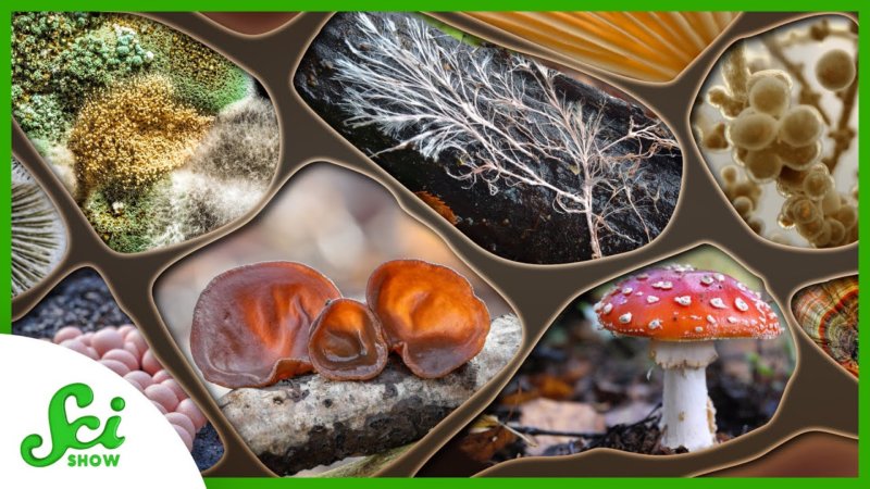 The Many Functions of Fungi | Compilation – INTHEFAME