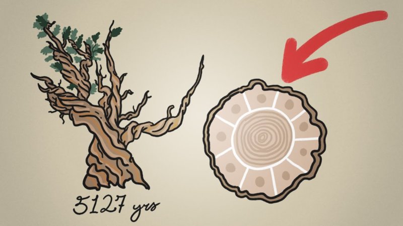 The Astounding Adaptations Of World’s Oldest Tree – INTHEFAME