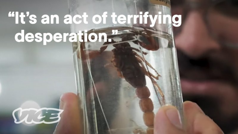 The Deadly Truth Behind Smoking Scorpion Venom – INTHEFAME