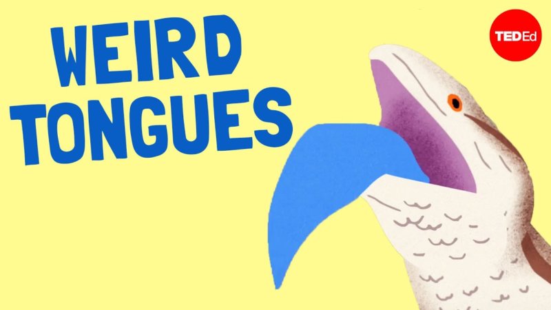 The weirdest (and coolest) tongues in the animal kingdom – Cella Wright ...