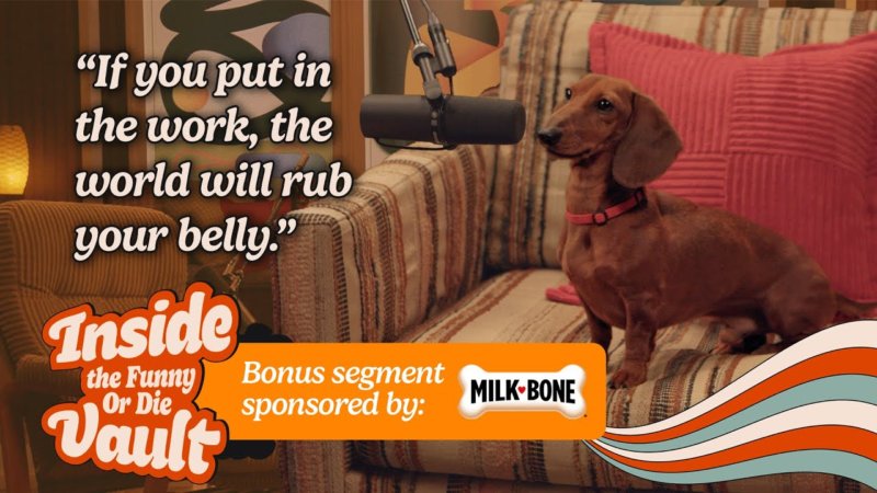 Meet Senzu The MilkBone Dog Who’s Taking Hollywood By Storm – INTHEFAME