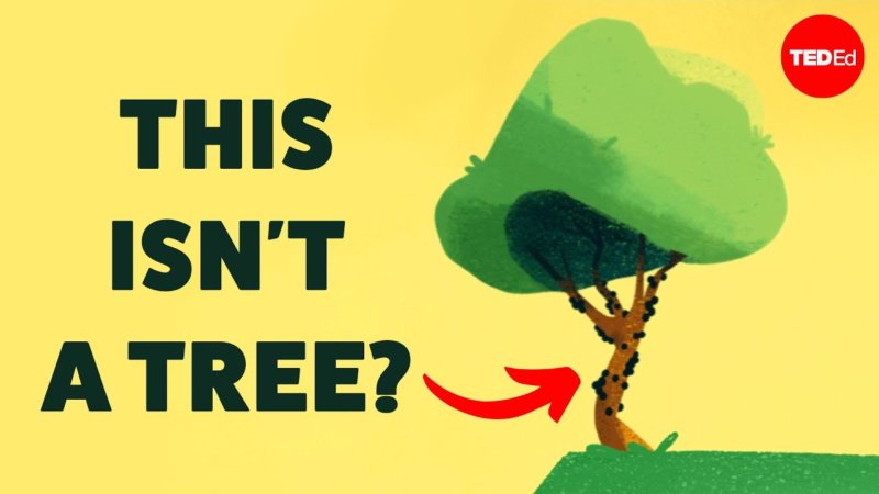 No one really knows what a tree is – Max G. Levy – INTHEFAME