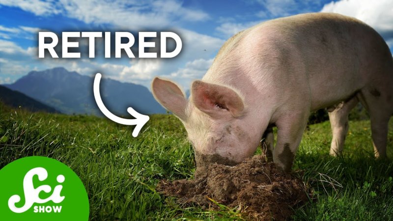 4 Fungi We’ve Finally Figured Out How To Farm – INTHEFAME